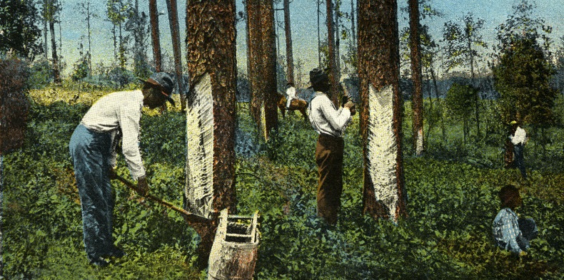 The Brutality of Florida’s Turpentine Industry