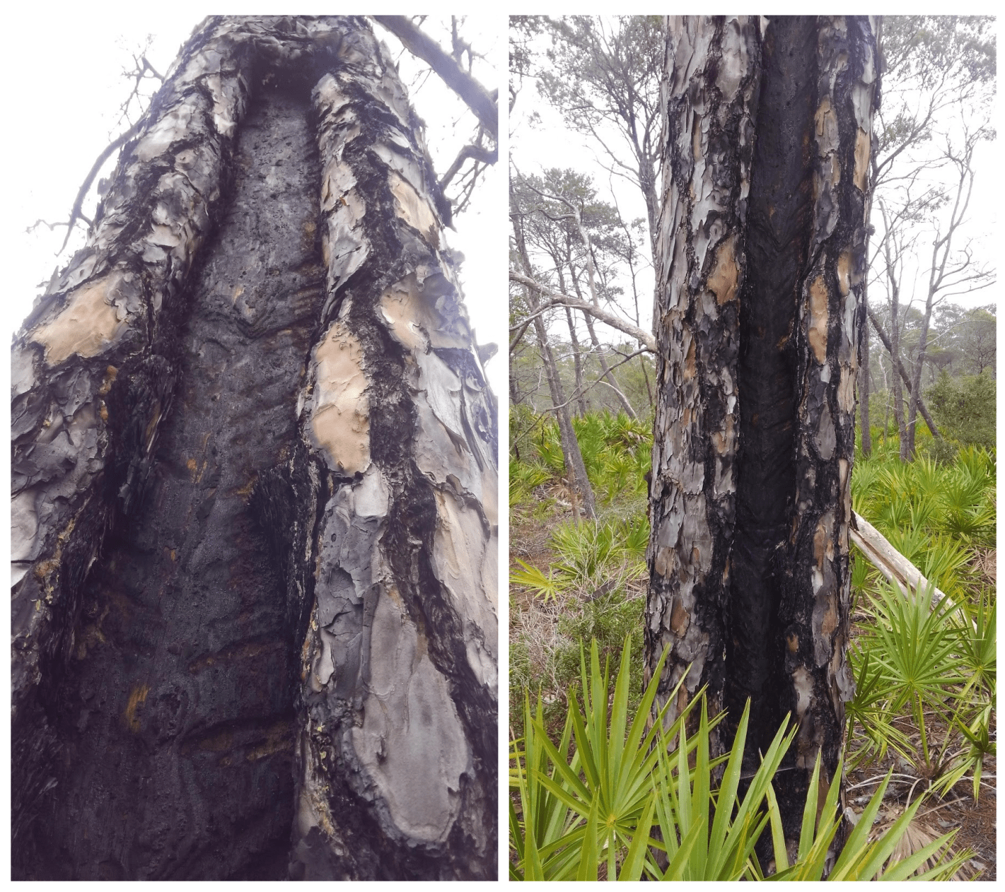 The Brutality of Florida’s Turpentine Industry