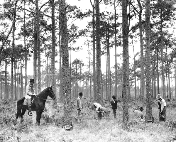 The Brutality of Florida’s Turpentine Industry