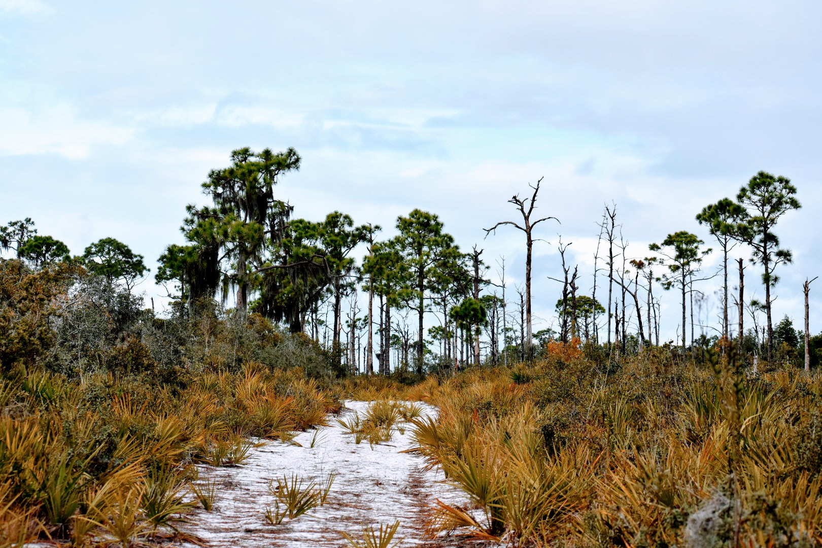 Great Florida Trees and When to See Them